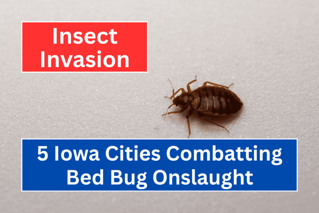 Insect Invasion: 5 Iowa Cities Combatting Bed Bug Onslaught - The ...