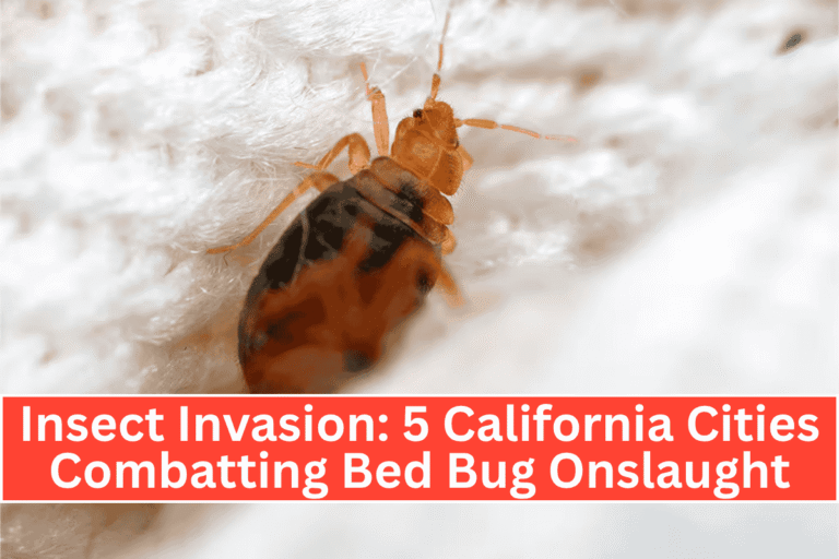 Insect Invasion: 5 California Cities Combatting Bed Bug Onslaught - The ...